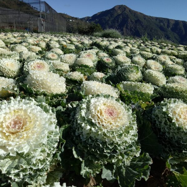 Discover Atok, Benguet: Top Tourist Spots, Travel Tips, and Flower ...